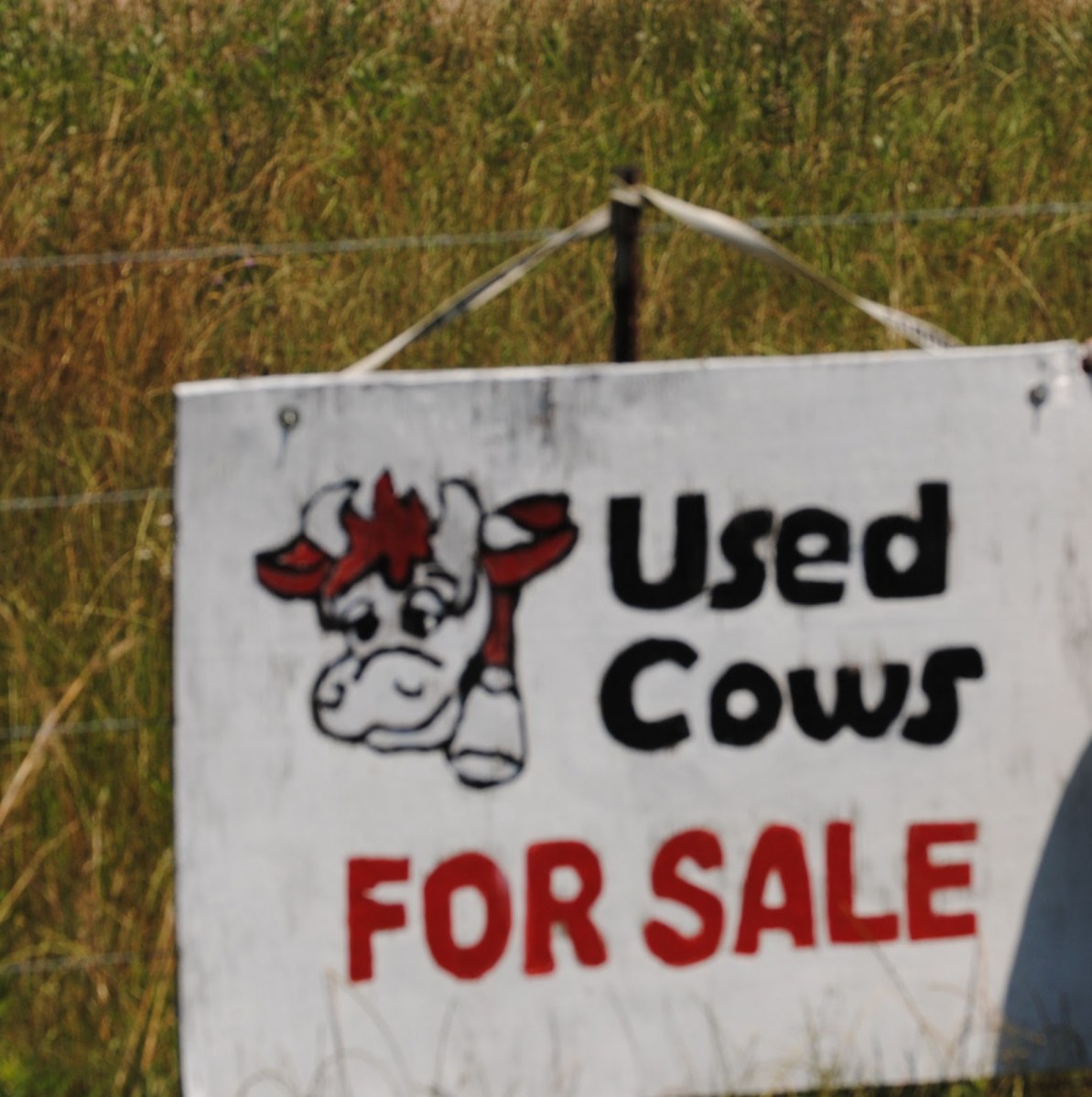 Used Cows for Sale – Brenda Sutton Rose